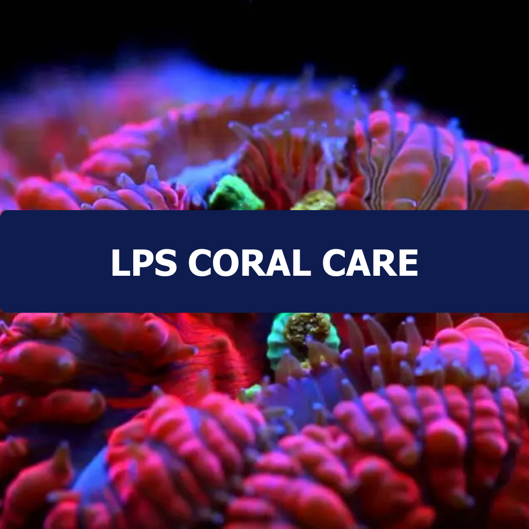 Mastering the Art of LPS Coral Care: An Expert's Guide