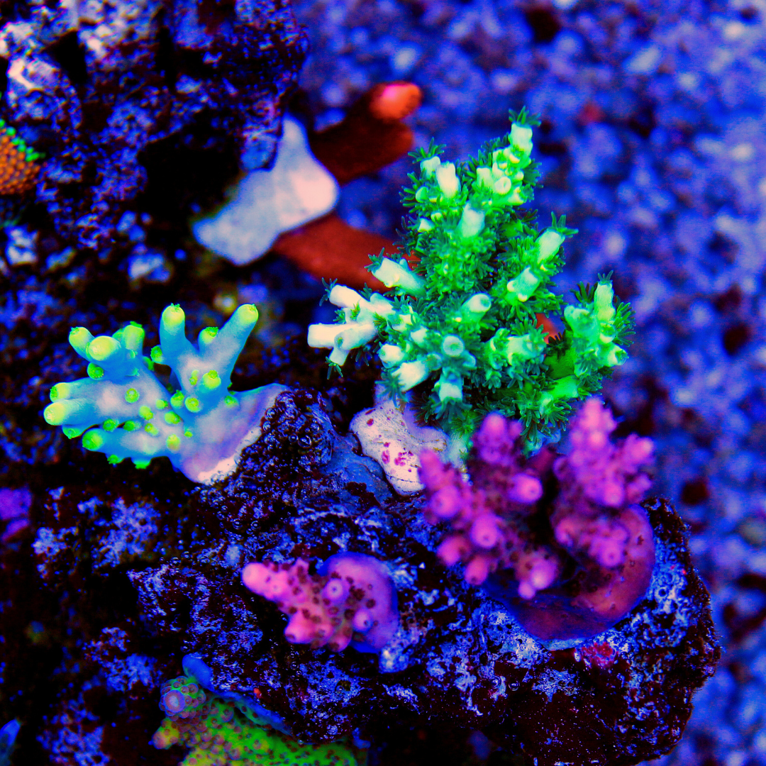 LPS vs. SPS Corals: Which is Right for Your Reef Tank?