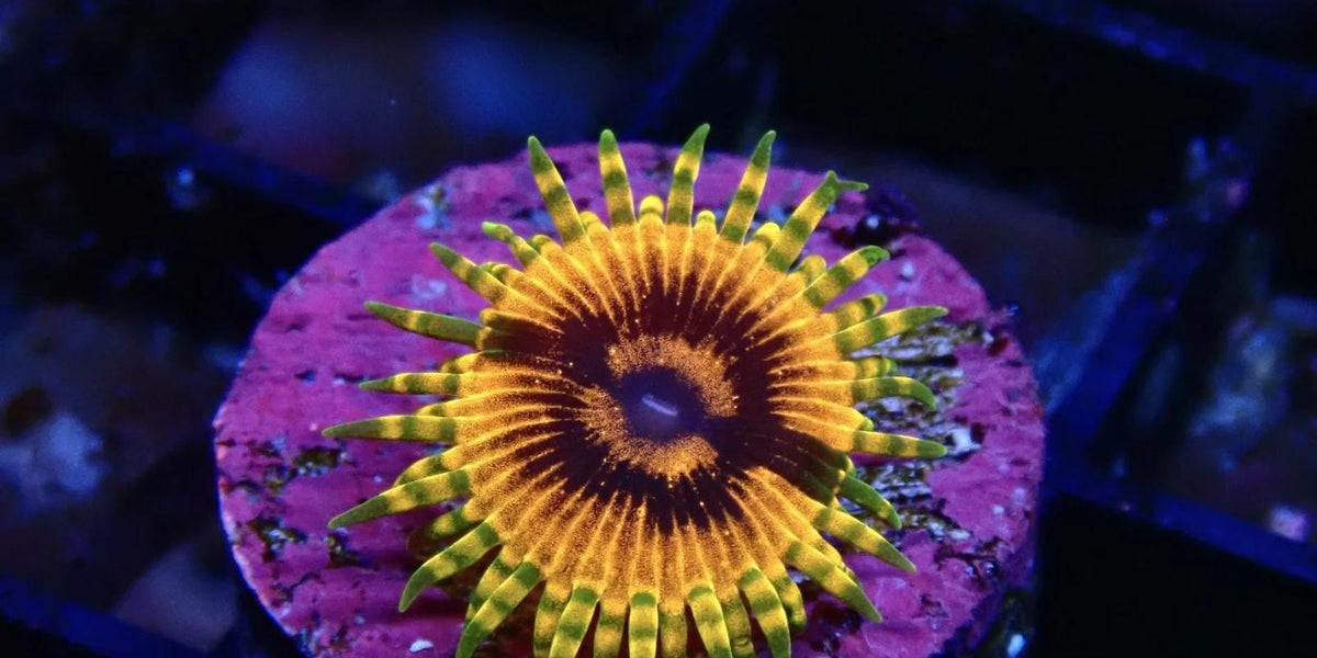 Find Beautiful Zoas for Your Tank | Shop Now