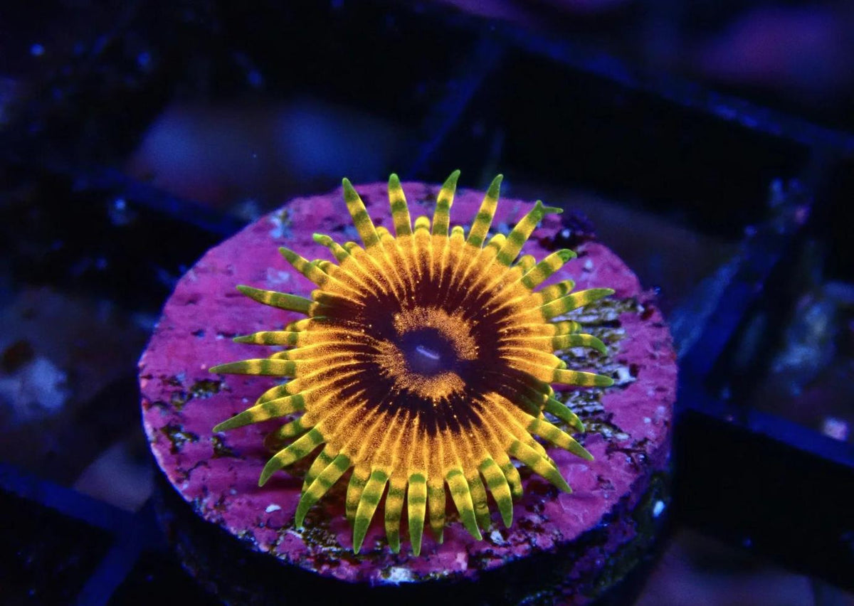 Find Beautiful Zoas for Your Tank | Shop Now