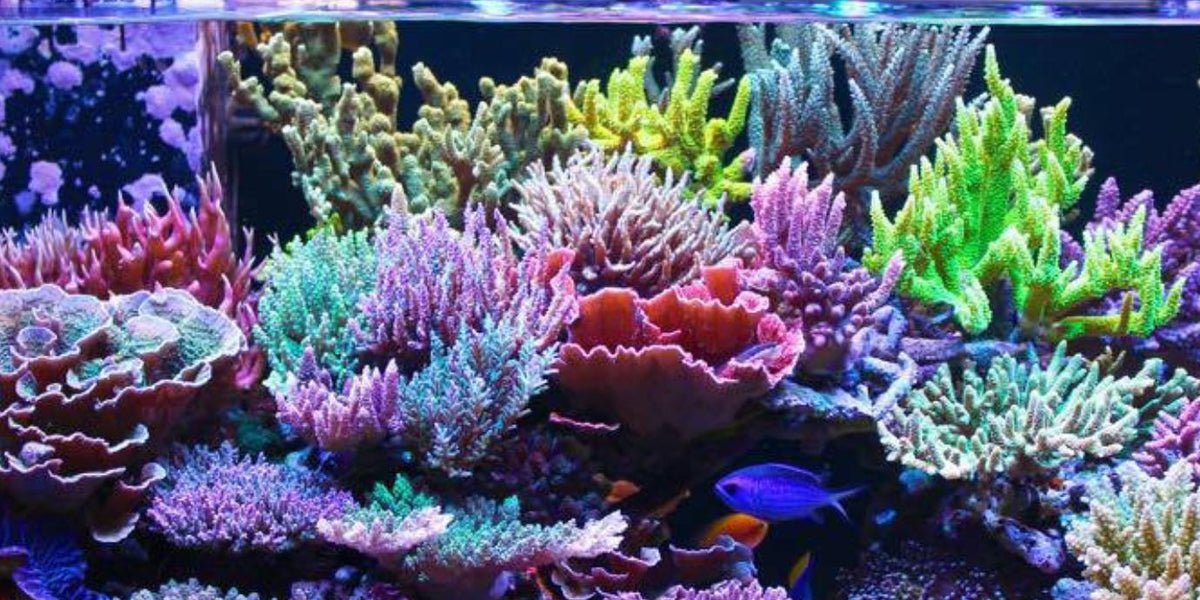 Shop the Best Coral for Sale in Australia | The Coral Shop