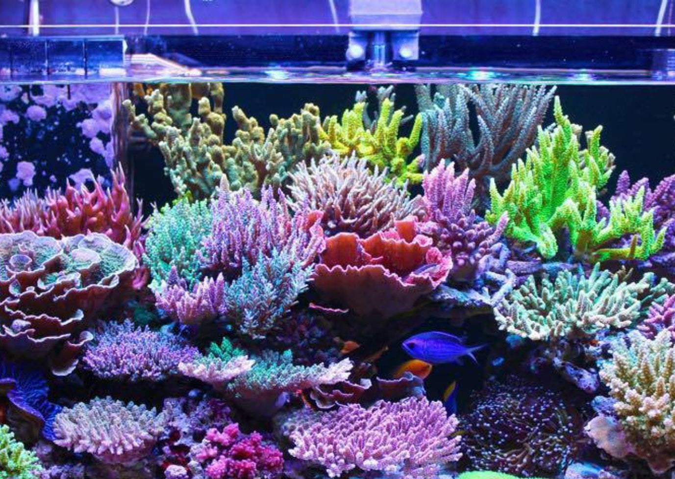 Who are we at the coral shop?