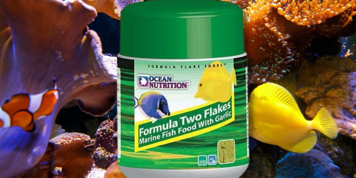 High-Quality Fish & Coral Food Online | The Coral Shop