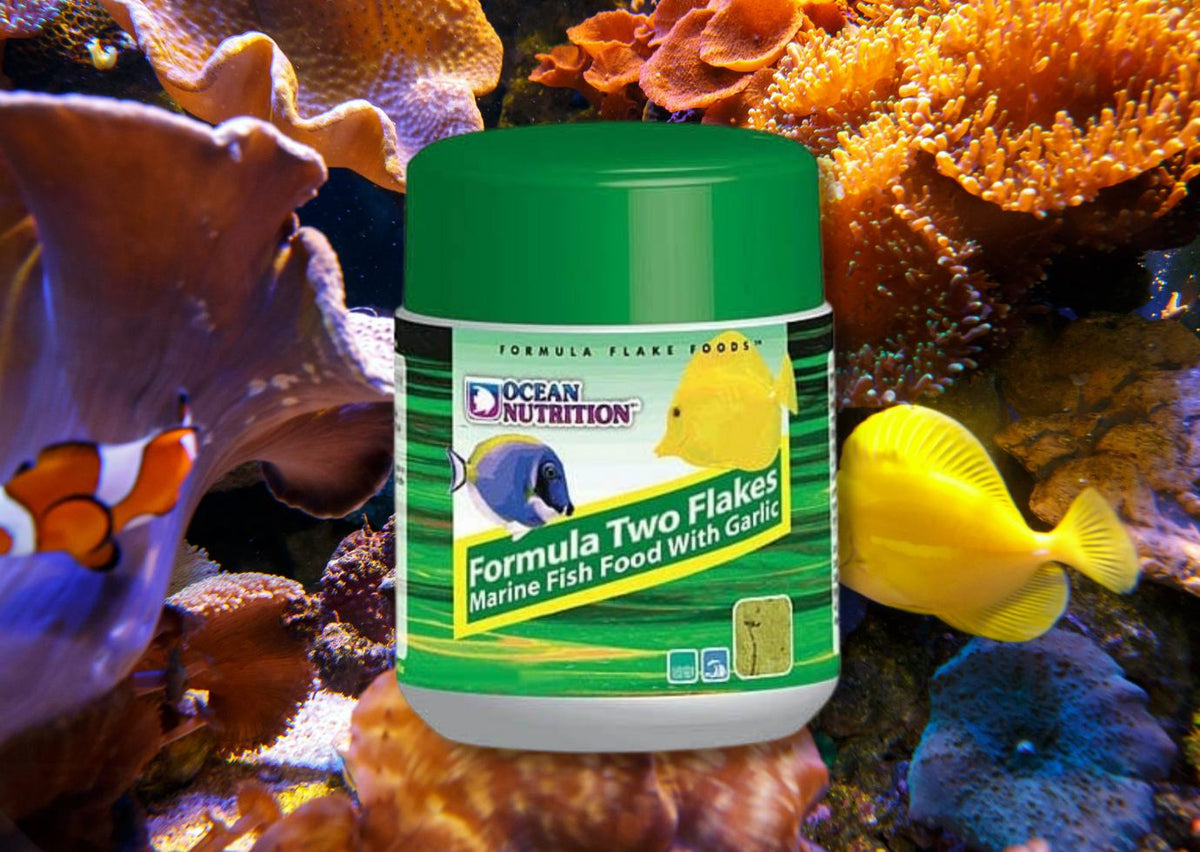 High-Quality Fish & Coral Food Online | The Coral Shop