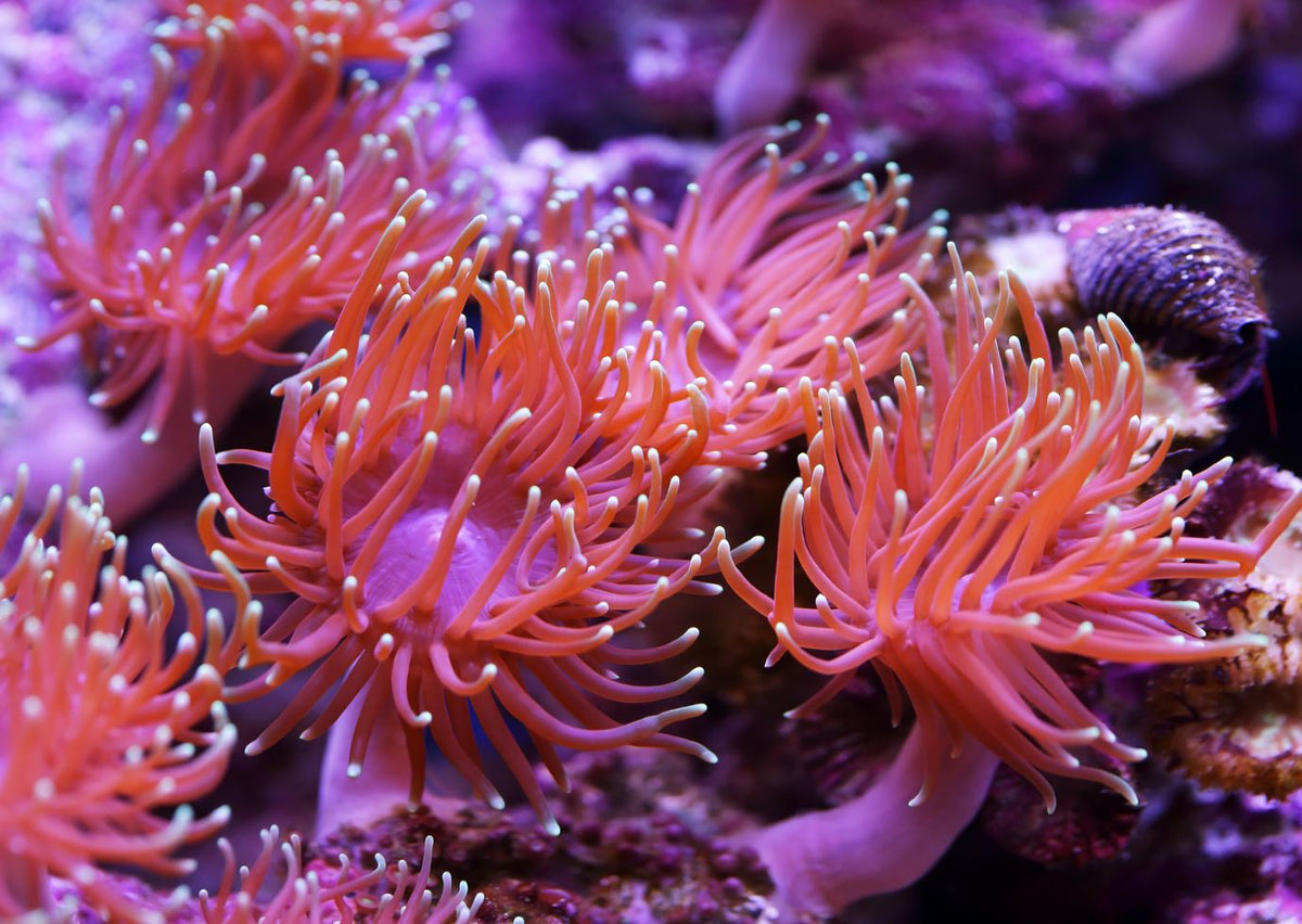 Sea Anemones for Sale in Australia | The Coral Shop