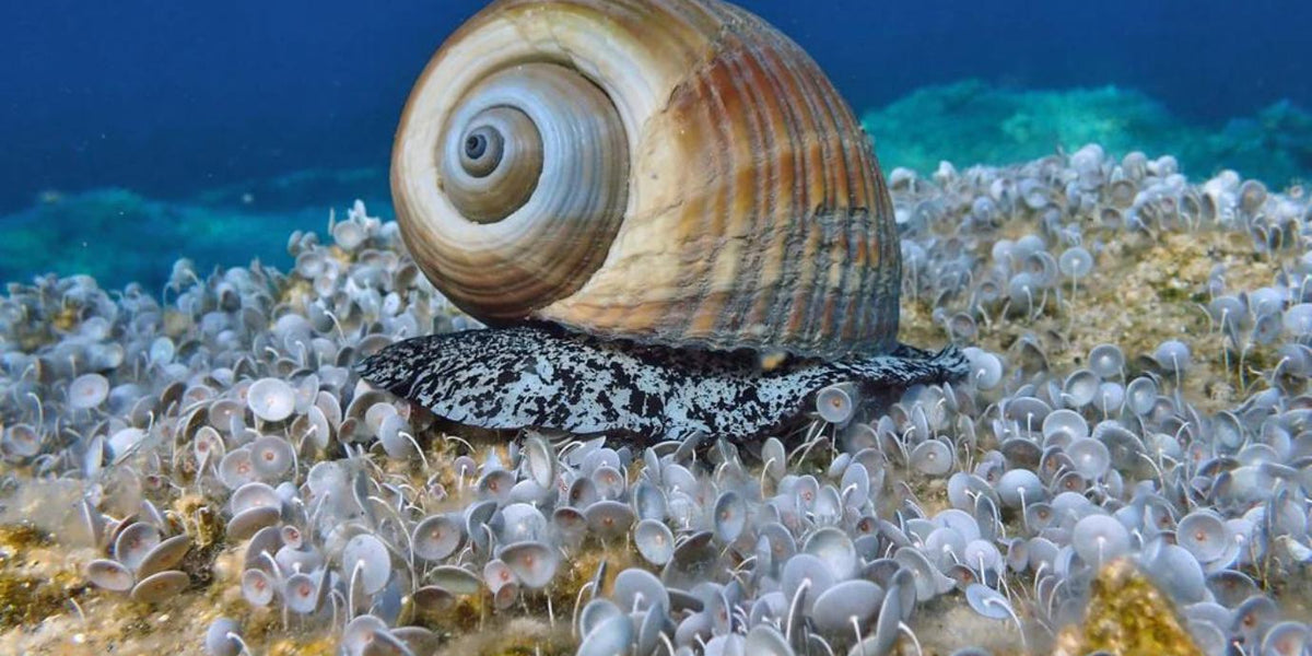 Buy Marine Invertebrates Online - The Coral Shop