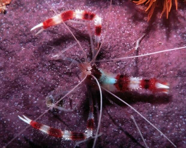 Coral Bandit Shrimp Pair