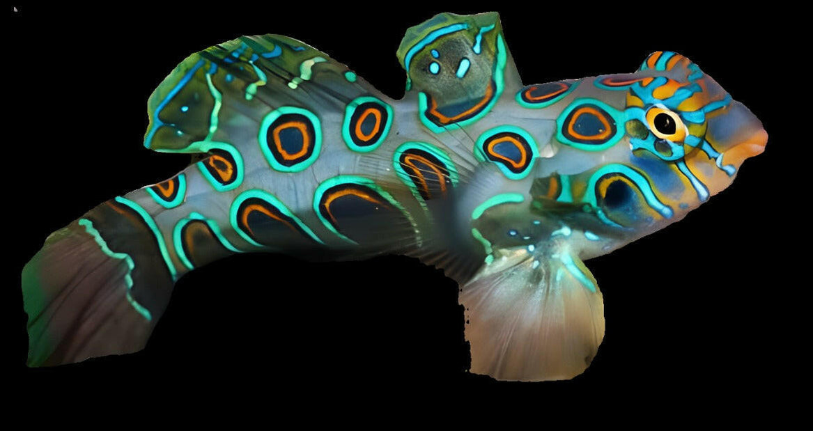 Buy Marine Fish Online in Australia | The Coral Shop