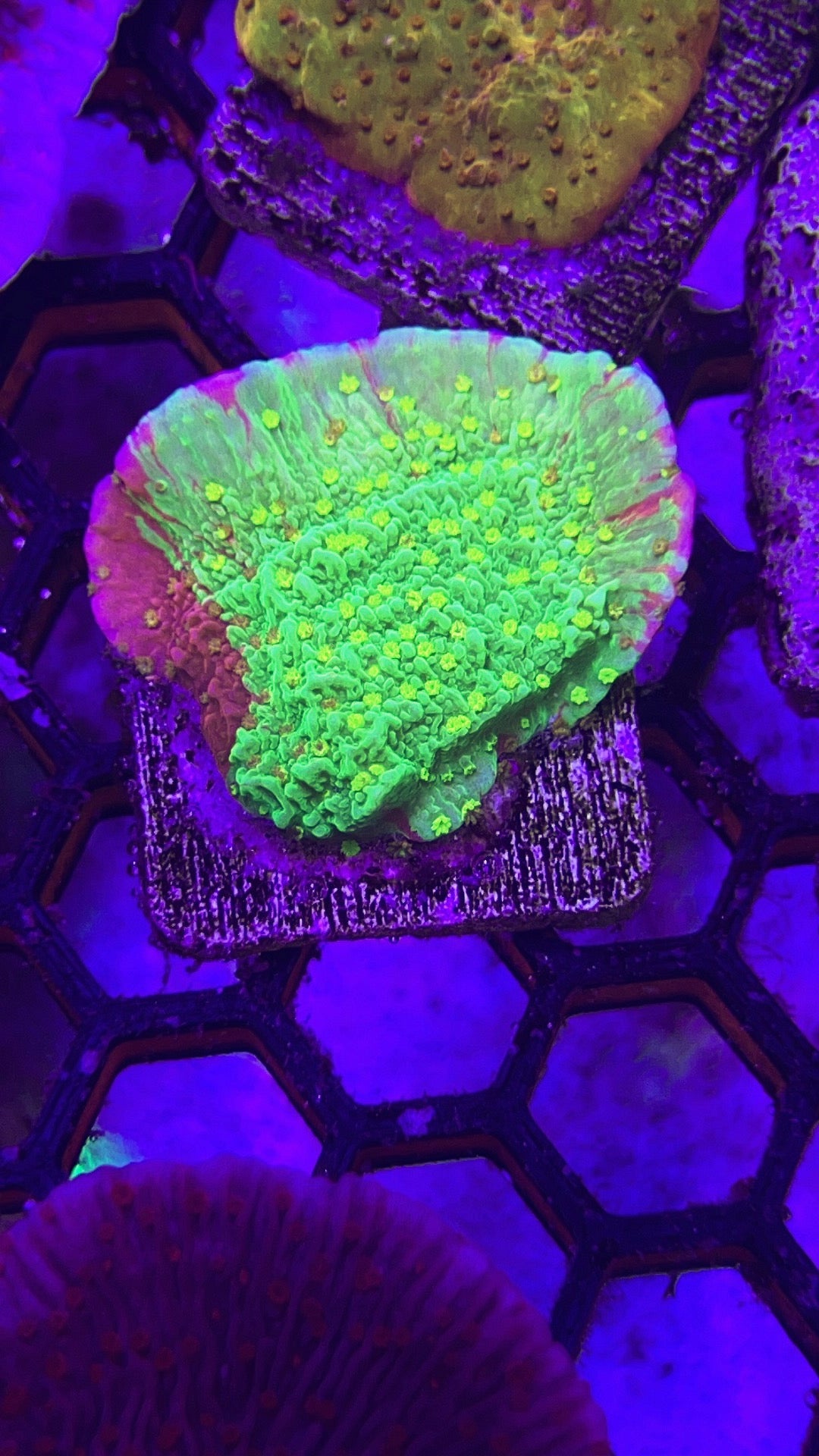 Sunfire Monti- Small Frag