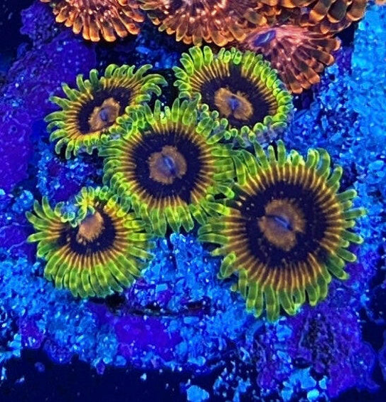 Shop the Best Coral for Sale in Australia | The Coral Shop