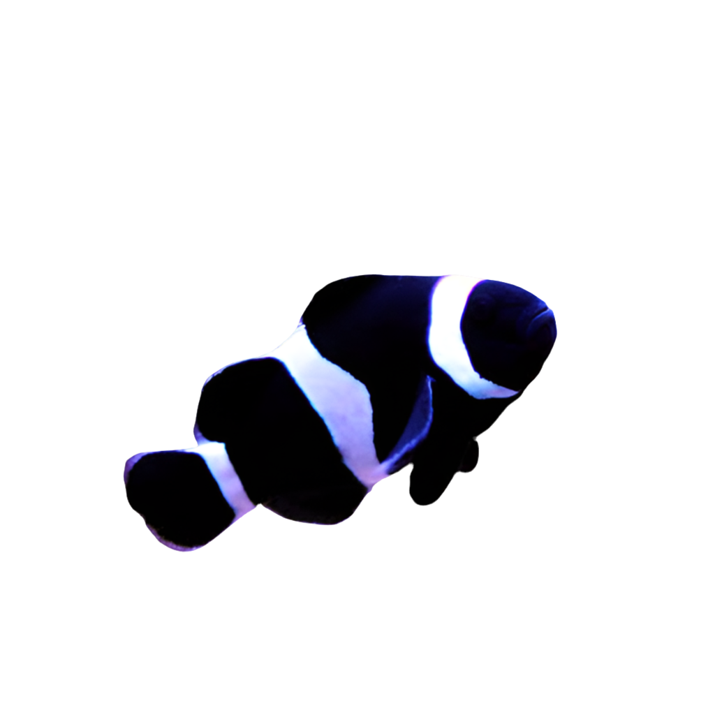 Darwin Black & White Clownfish single