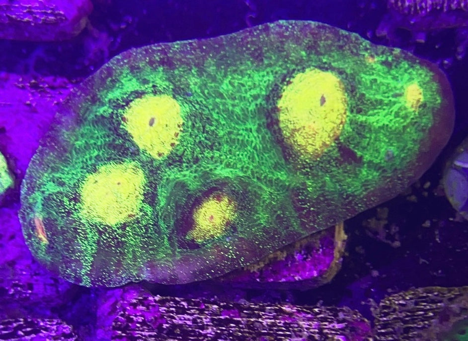 Enhance Your Tank With LPS Corals | The Coral Shop - Buy Now