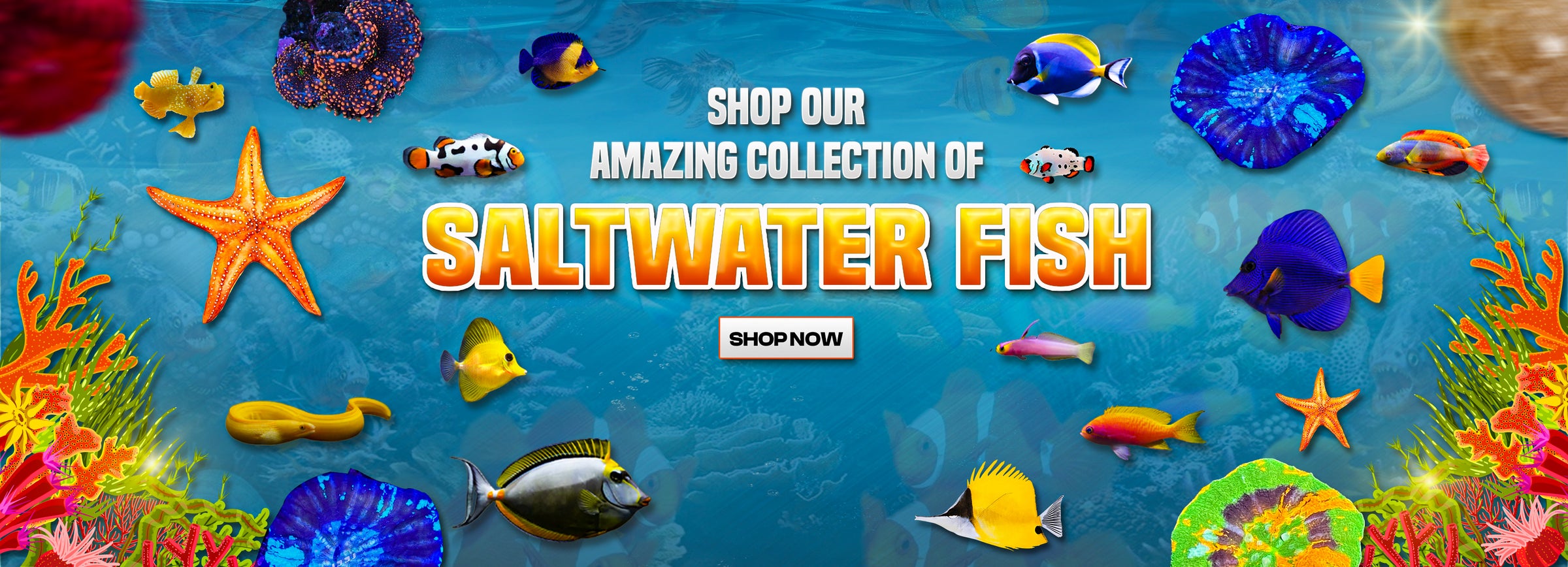High-Quality Coral, Fish & Aquarium Supplies | TheCoralShop