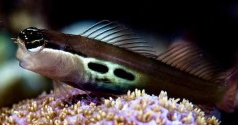 Two spot blenny