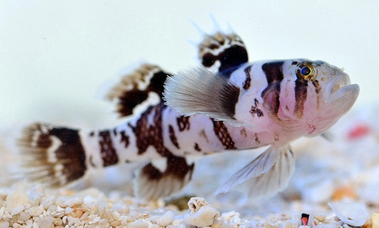 Tiger Reef Goby