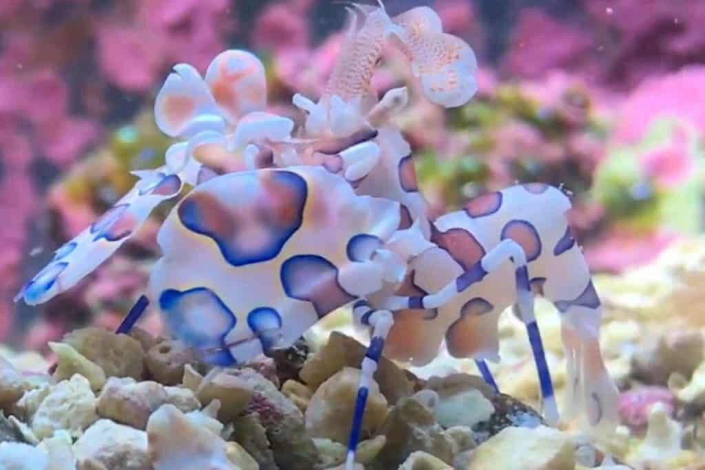 Harlequin Shrimp: Beautiful Invertebrates - The Coral Shop
