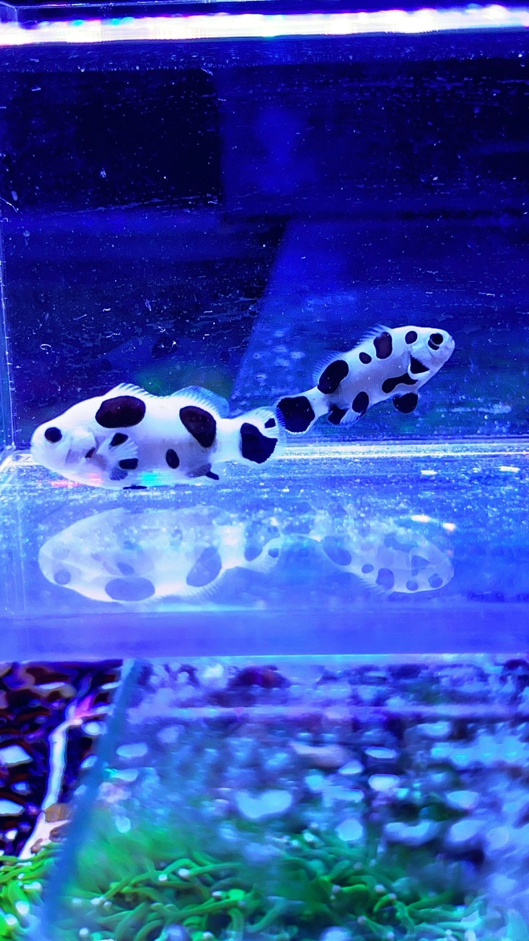 Black Storm Clown Fish