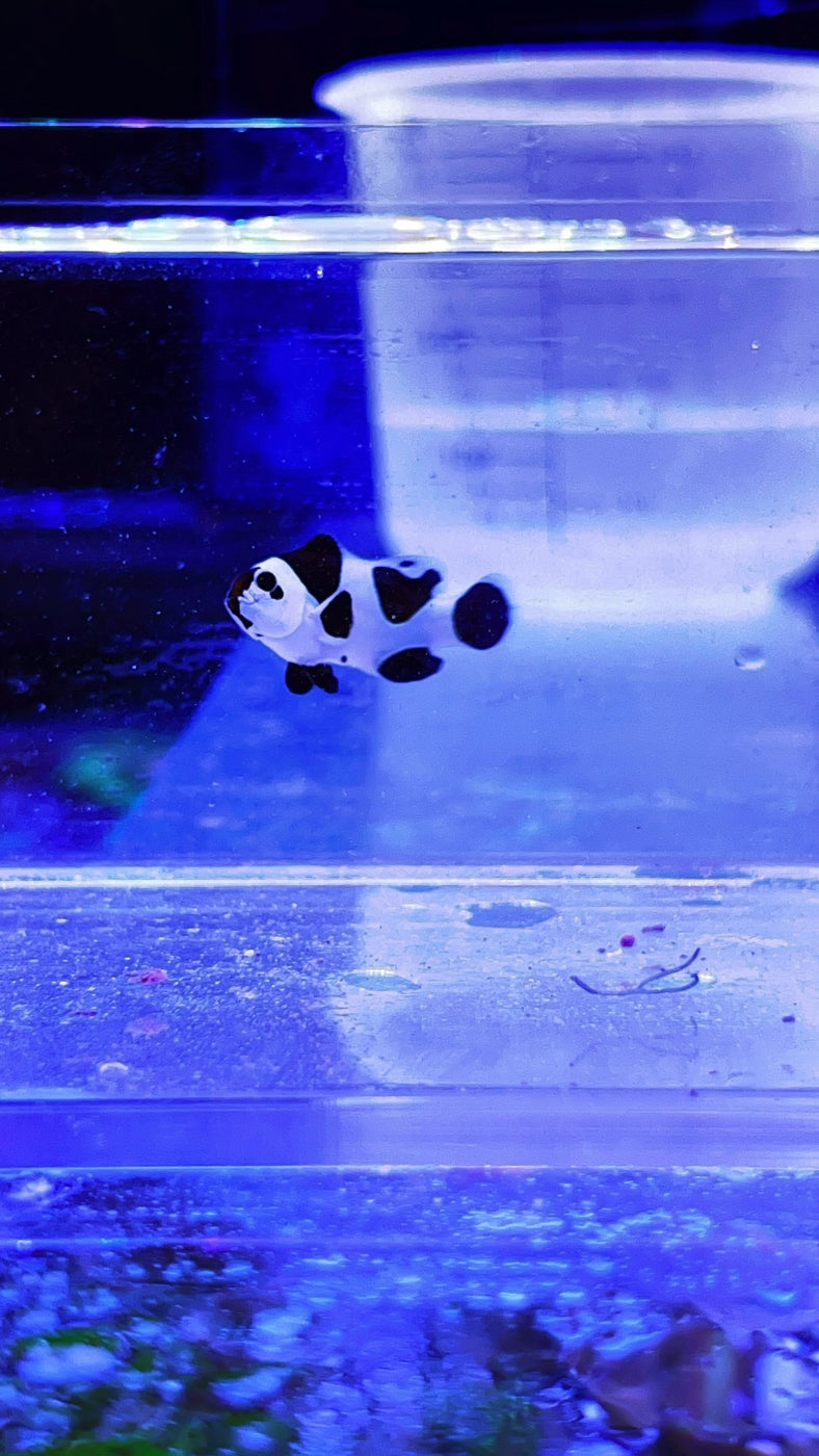 Black Storm Clown Fish