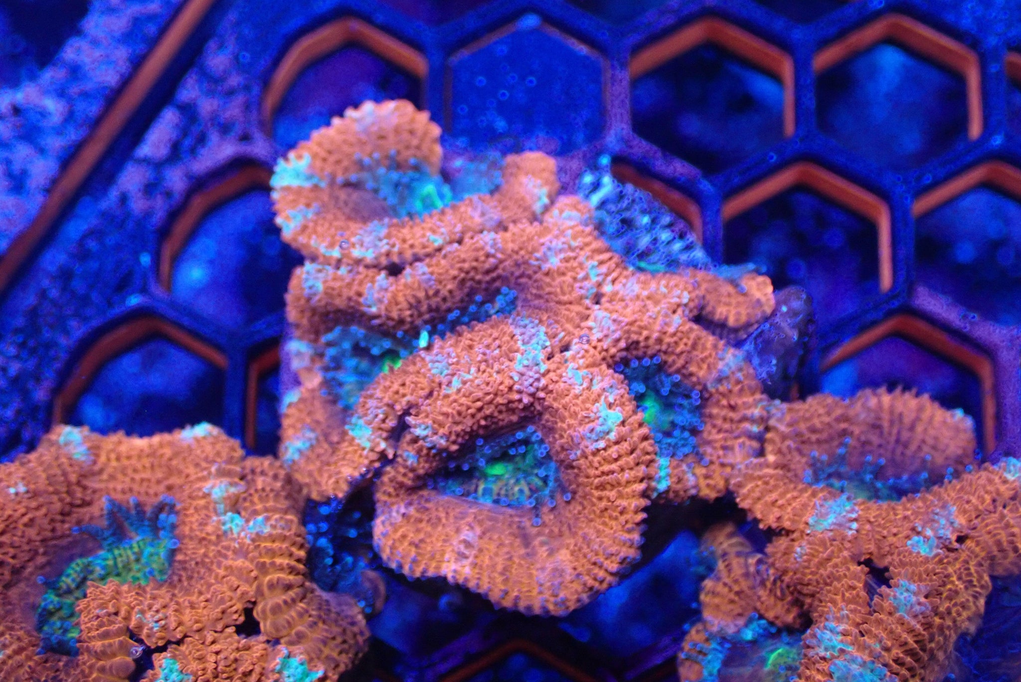 High-Quality Coral, Fish & Aquarium Supplies | TheCoralShop