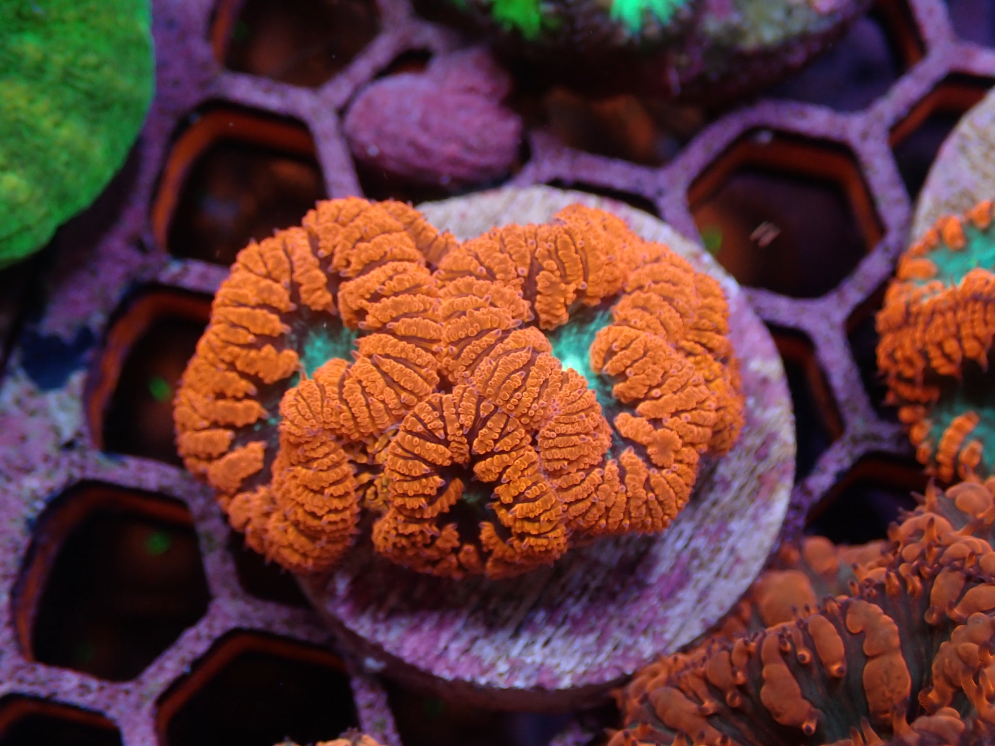 High-Quality Coral, Fish & Aquarium Supplies | TheCoralShop