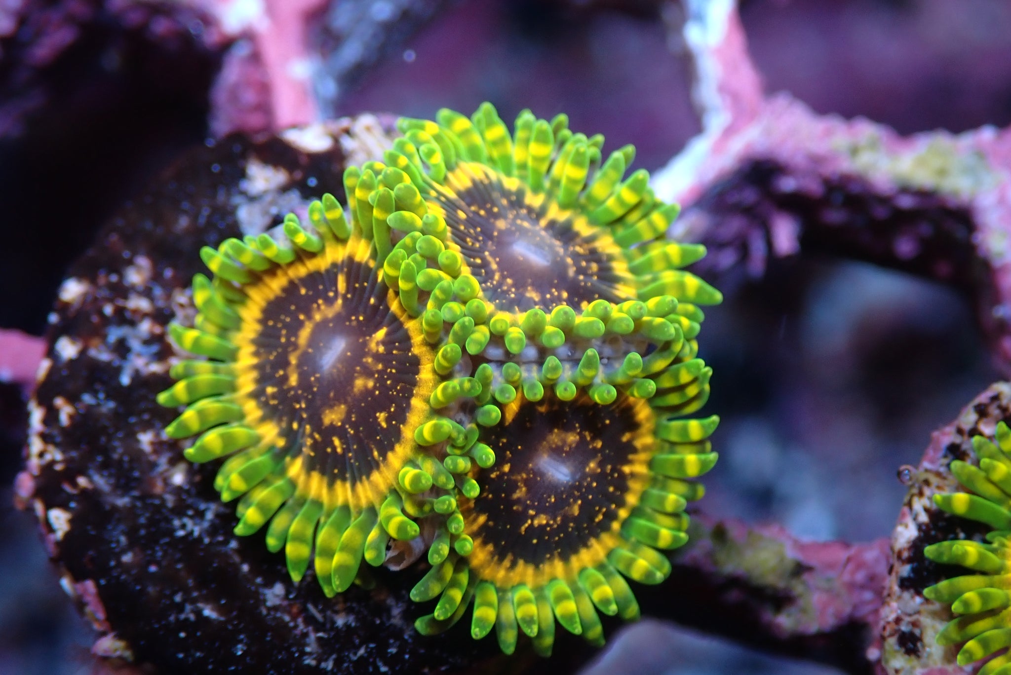 Find Beautiful Zoas for Your Tank | Shop Now