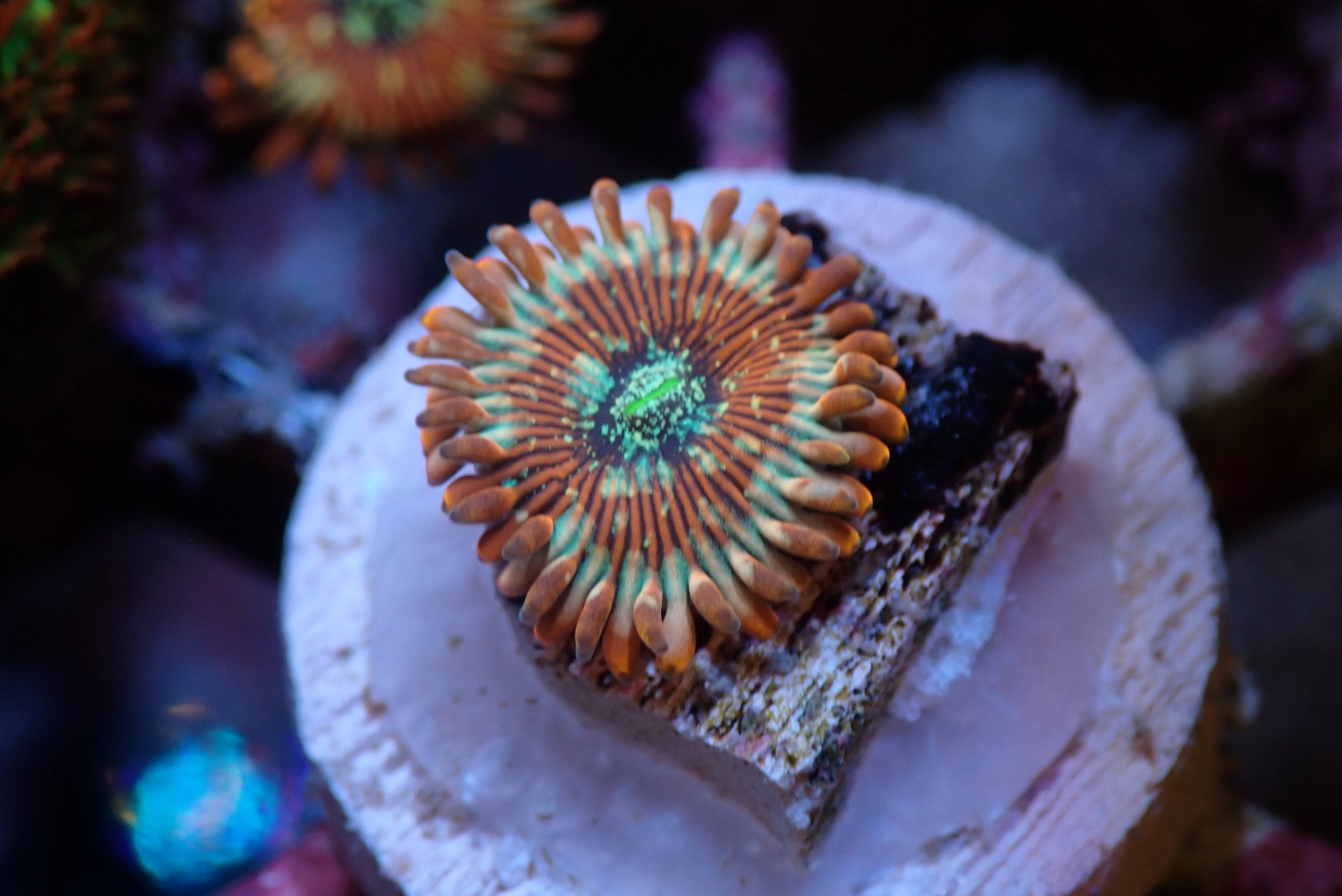 White Zombie Zoas