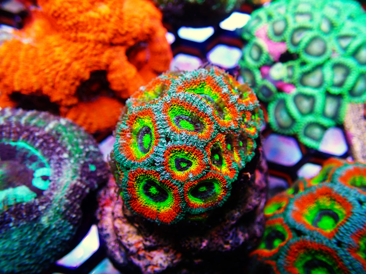 Holy Grail Acan Large