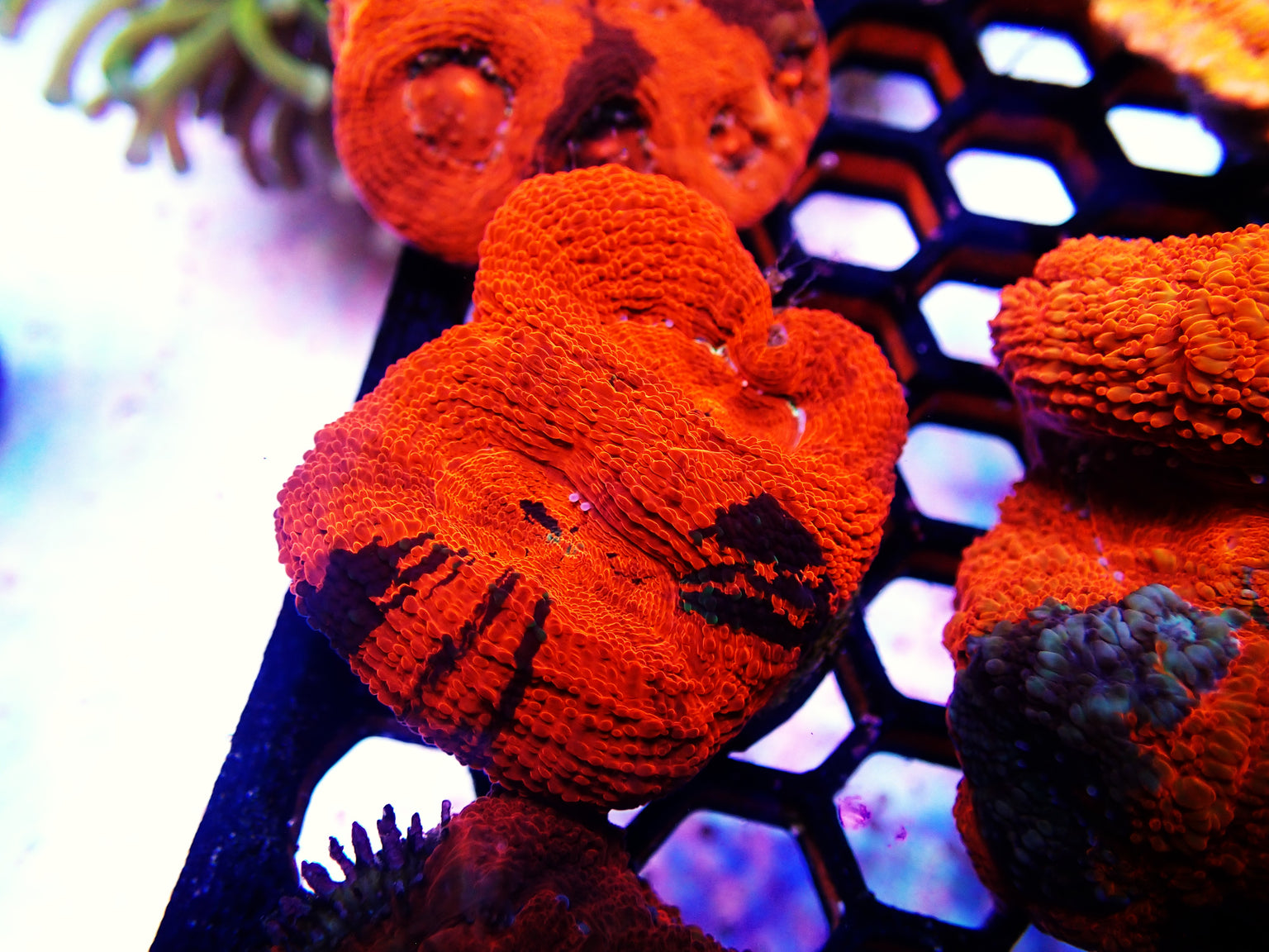 Shop the Best Coral for Sale in Australia | The Coral Shop