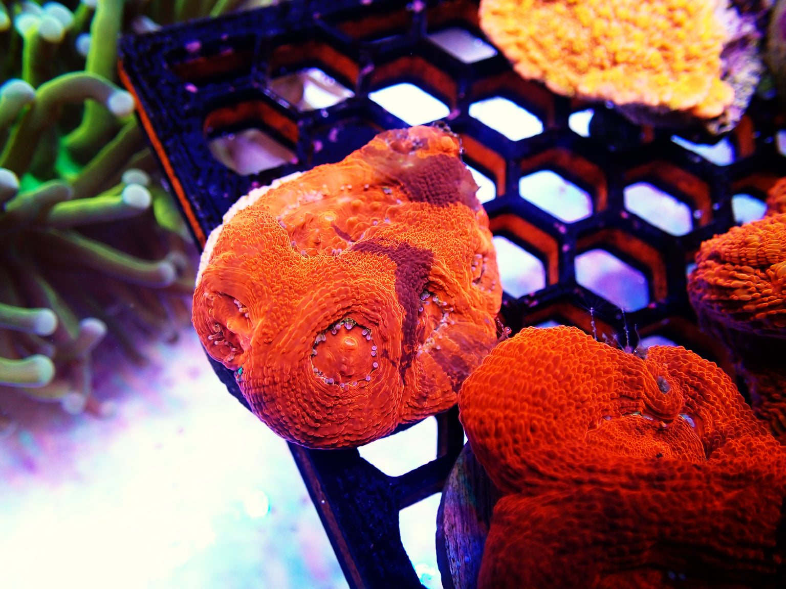 Shop the Best Coral for Sale in Australia | The Coral Shop
