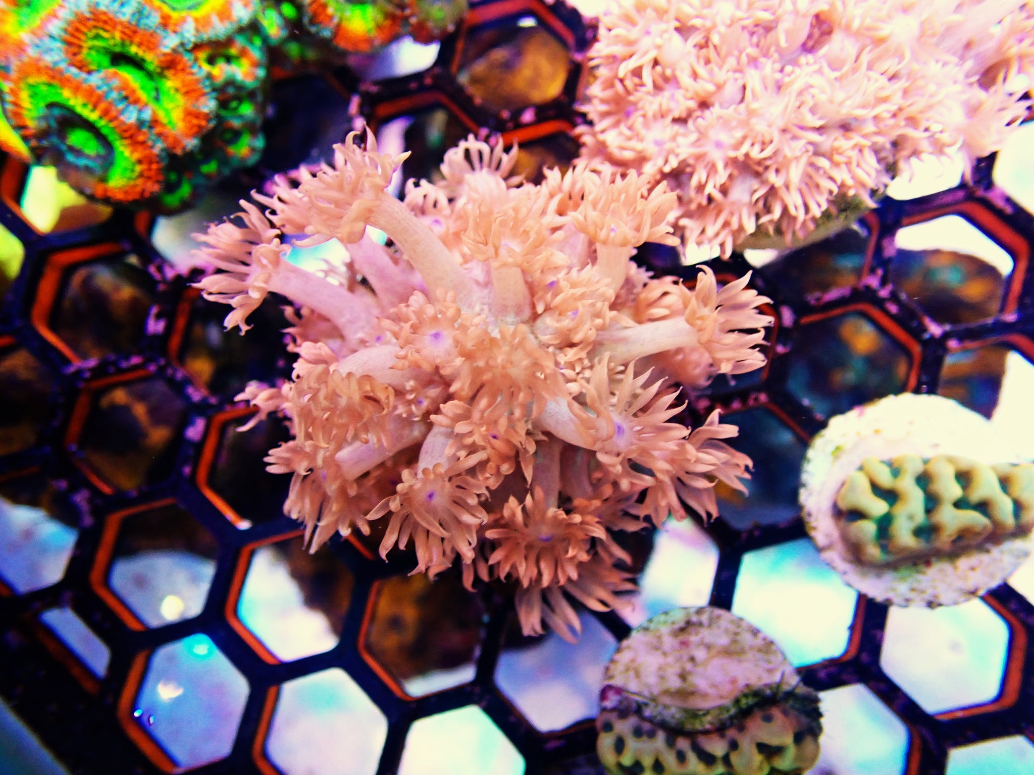 Shop the Best Coral for Sale in Australia | The Coral Shop