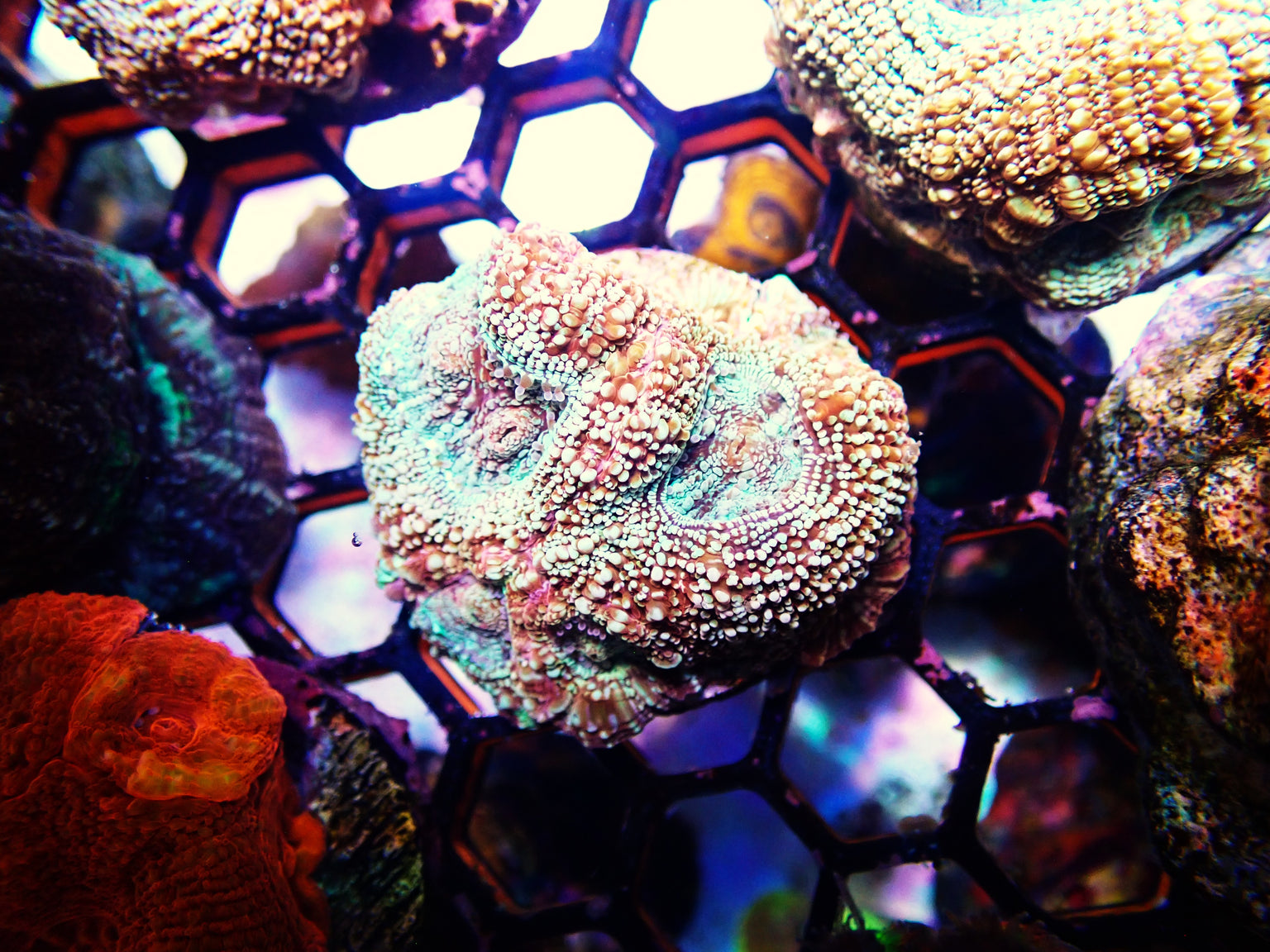 Shop the Best Coral for Sale in Australia | The Coral Shop