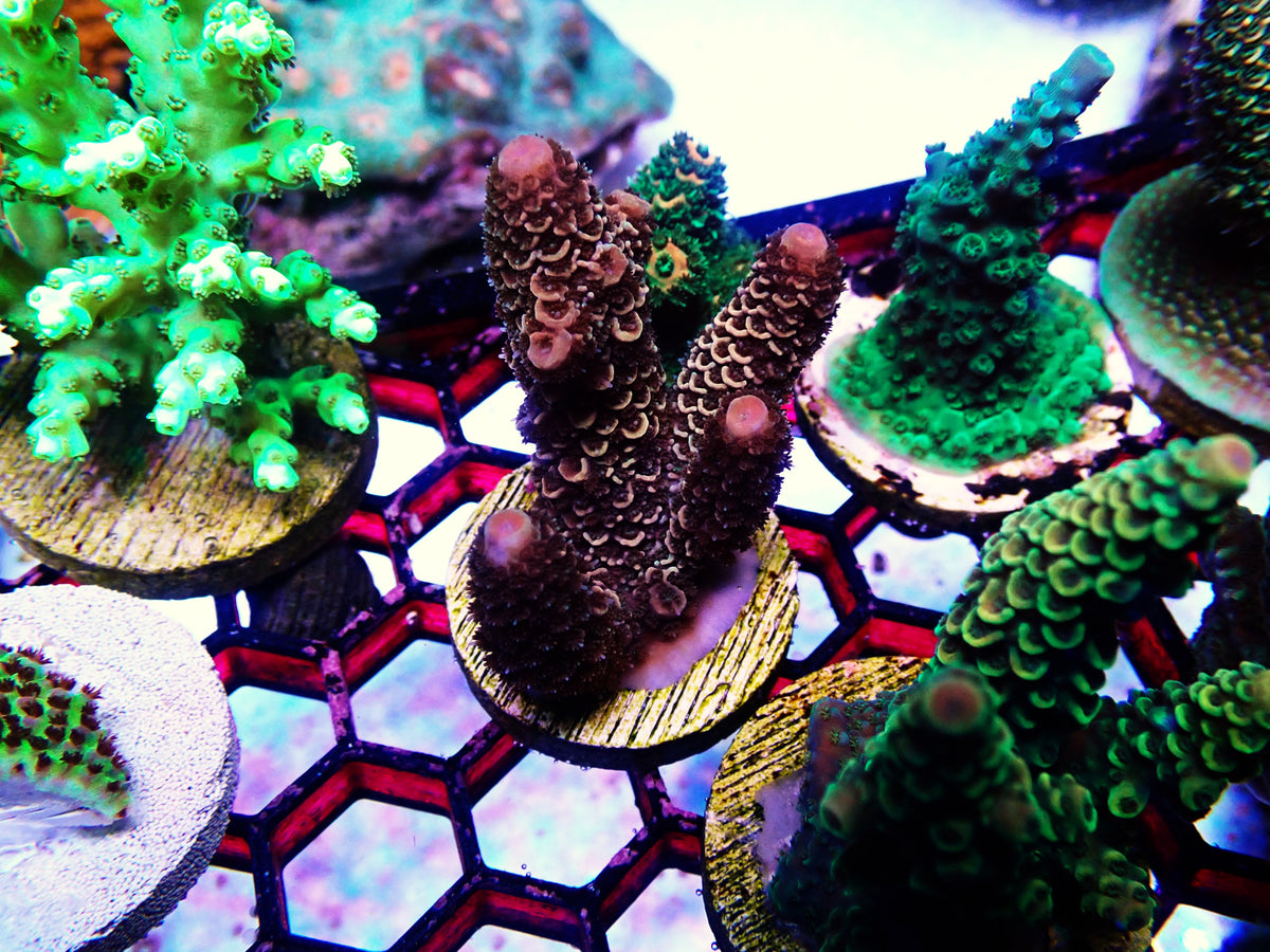 Acro frag