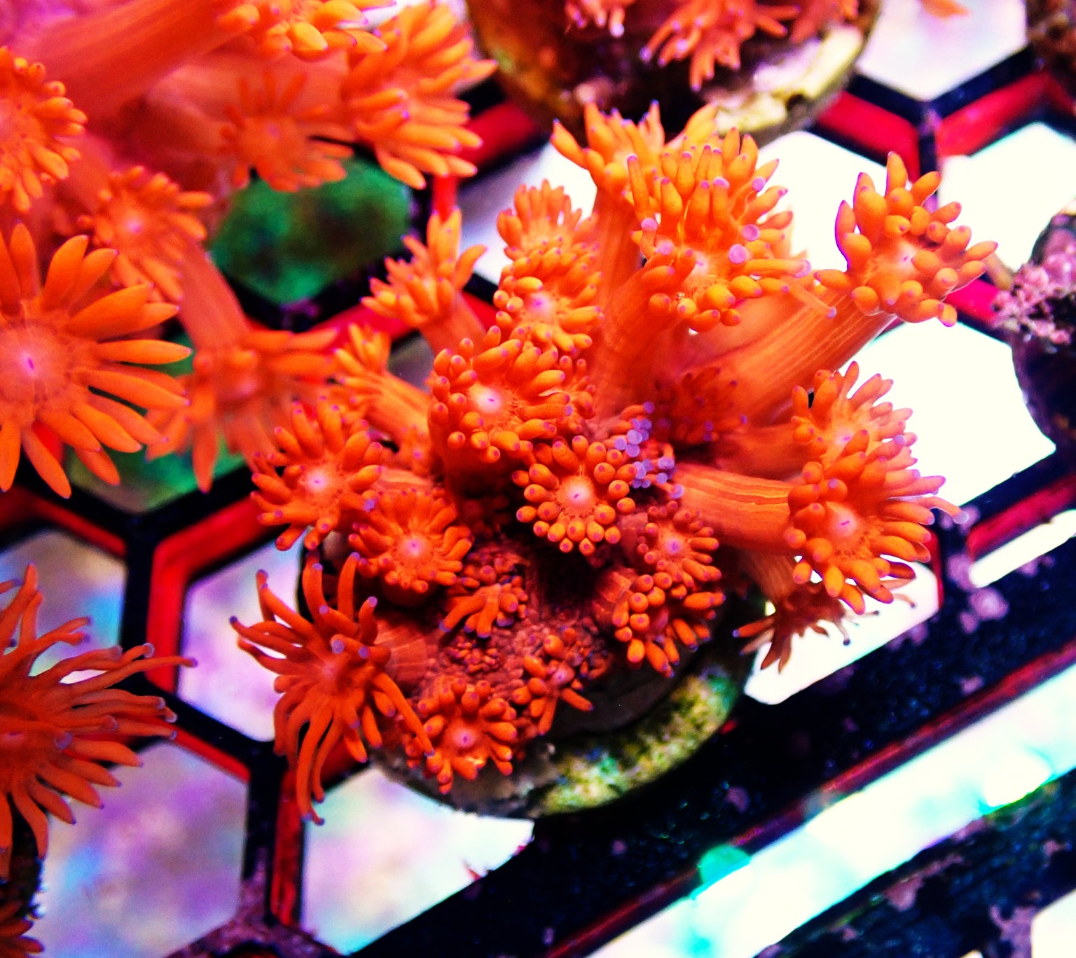 Shop the Best Coral for Sale in Australia | The Coral Shop