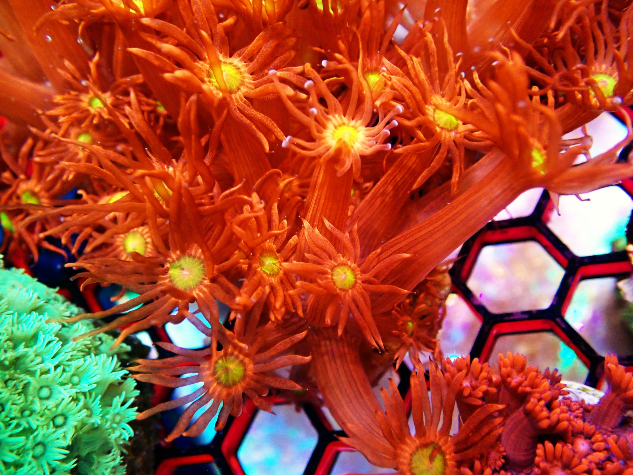 Shop the Best Coral for Sale in Australia | The Coral Shop