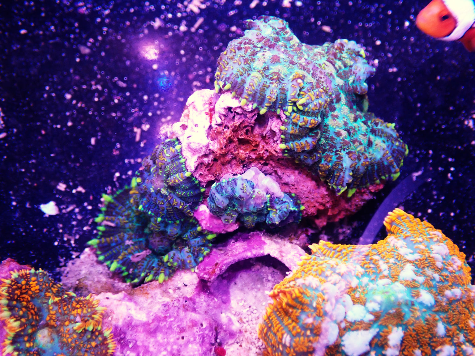 Shop the Best Coral for Sale in Australia | The Coral Shop