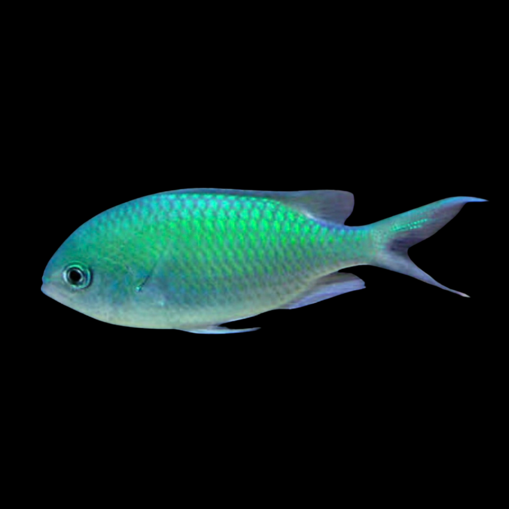 Buy Marine Fish Online in Australia | The Coral Shop