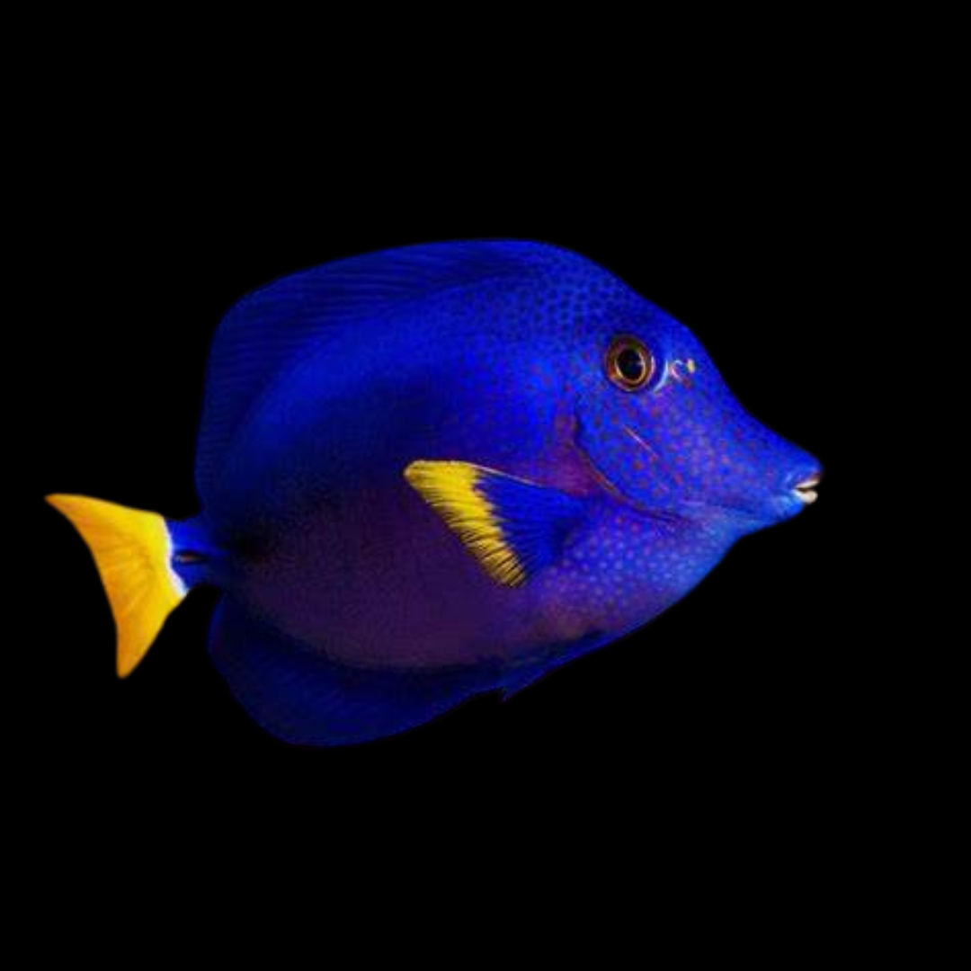 Purple Tang - Small