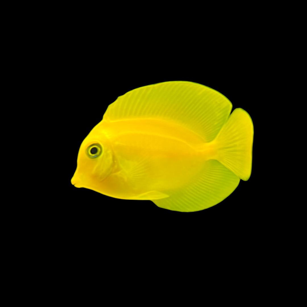 Yellow Mimic Tang