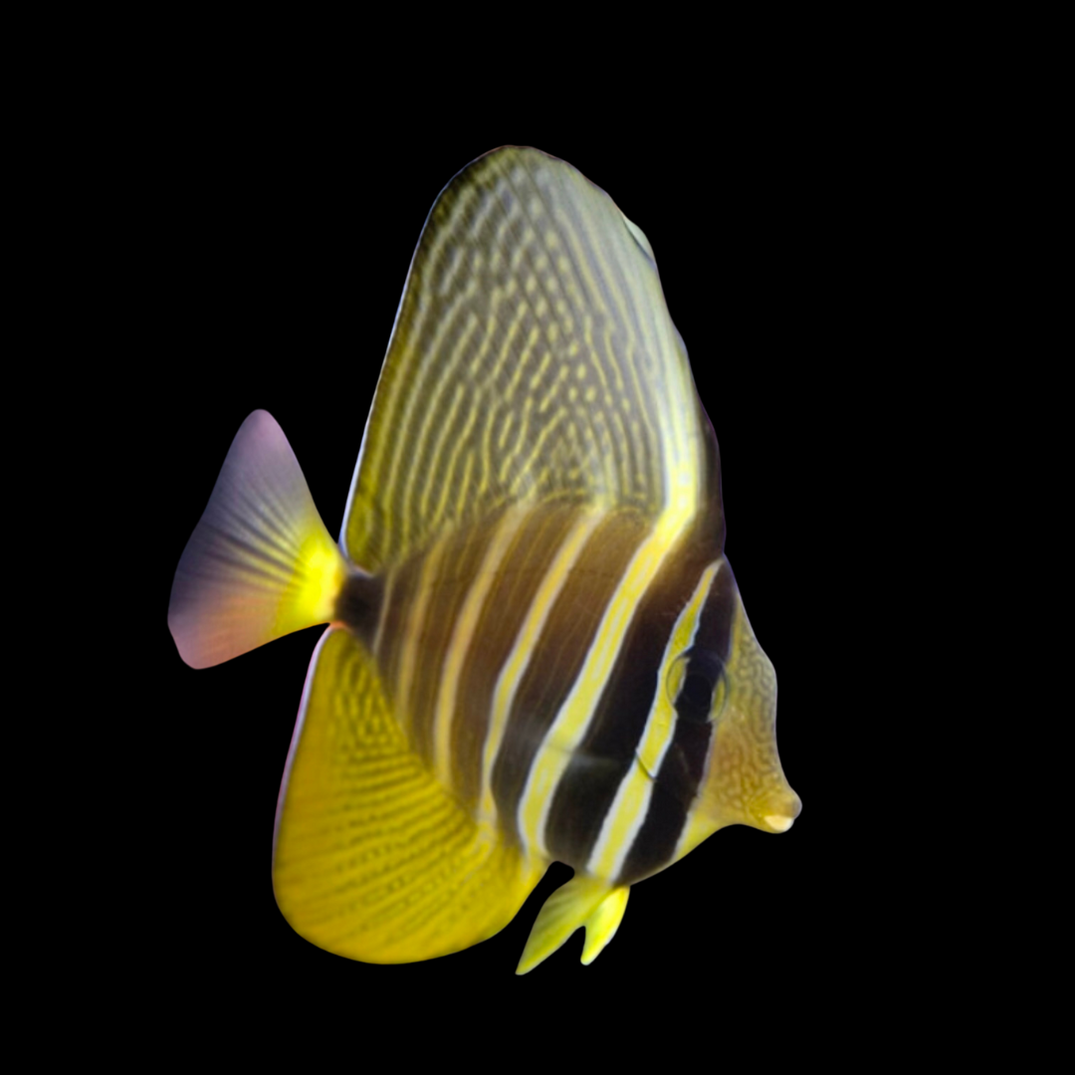 Tangs