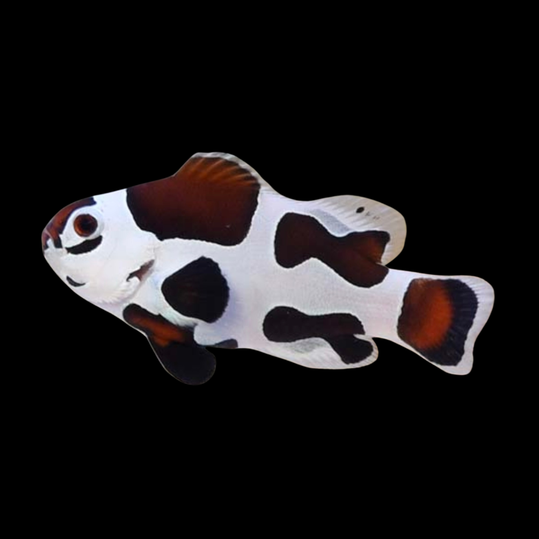 Mocha Storm Clownfish