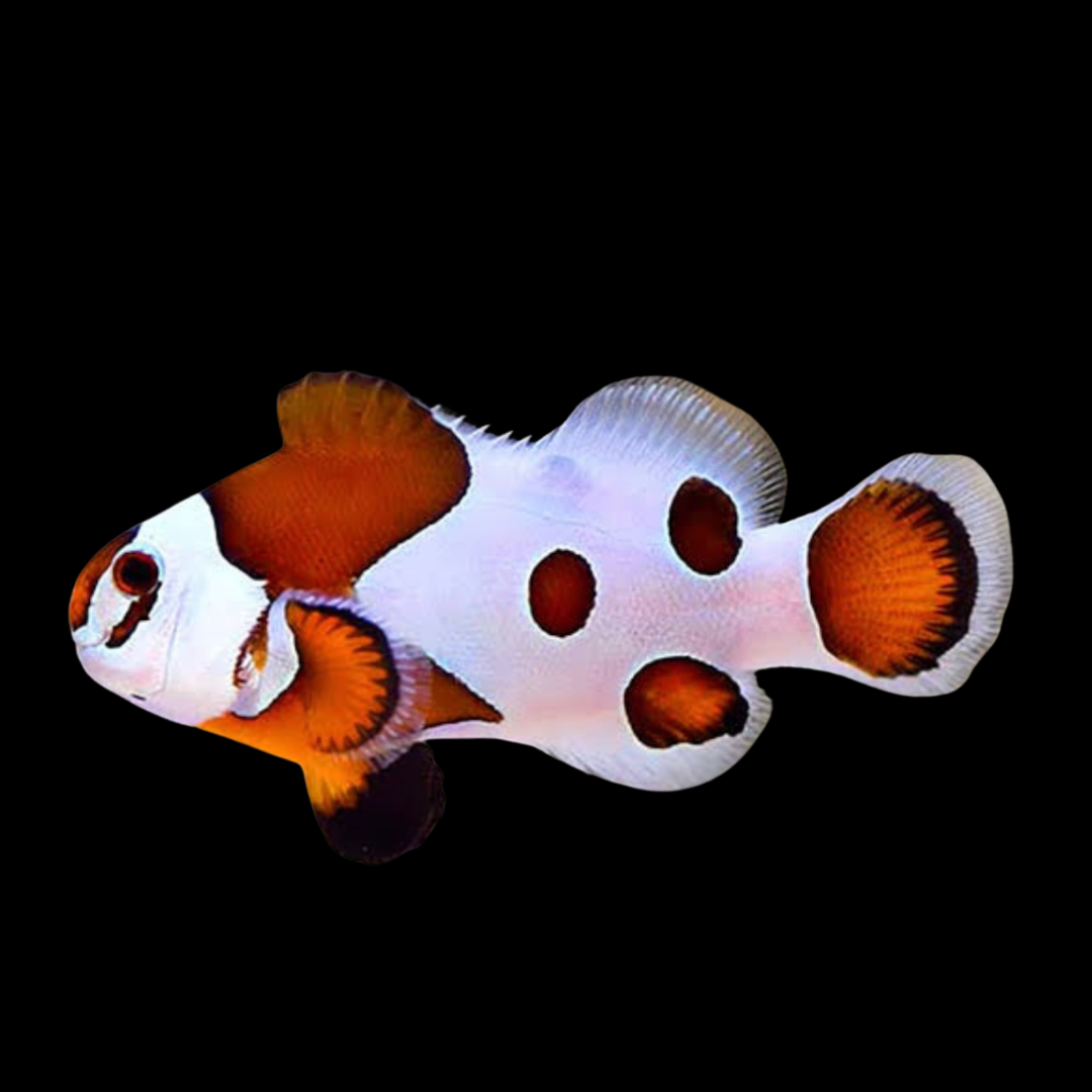Orange Storm Clownfish