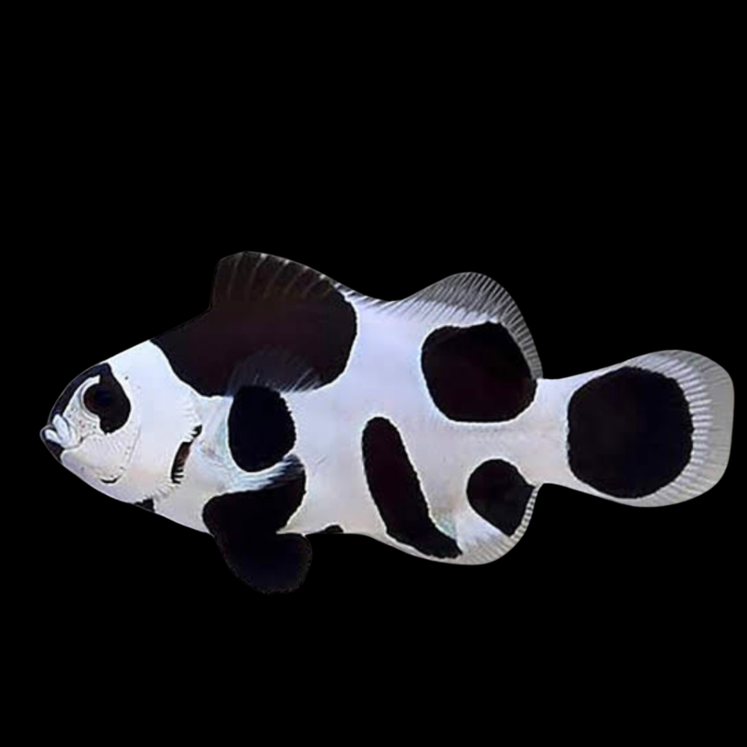 Black Storm Clown Fish