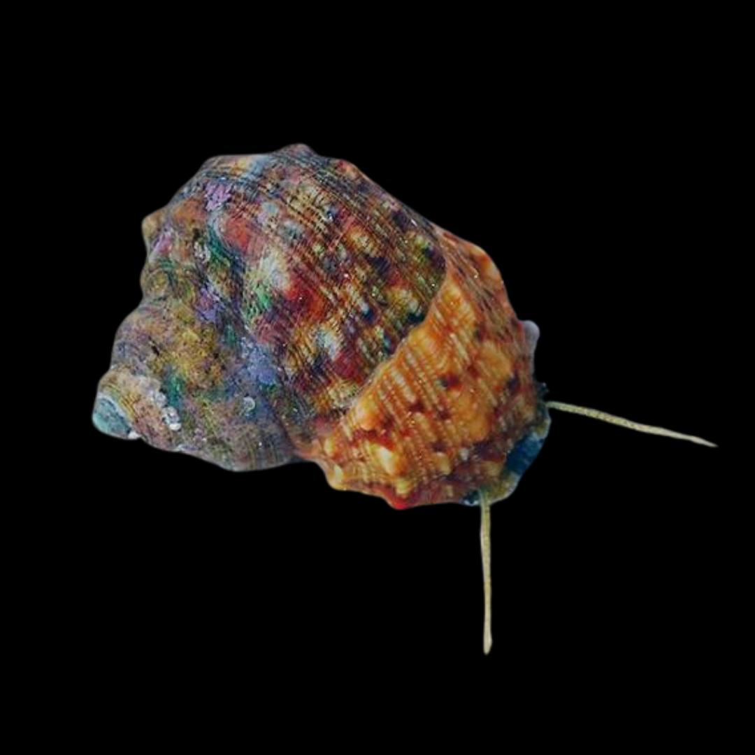 Turbo Snail (Captive Bred)