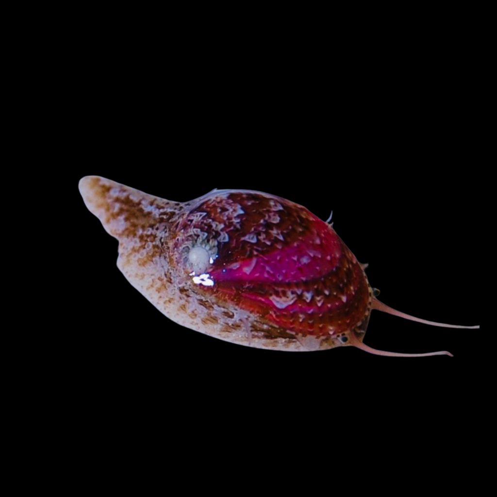 Buy Marine Invertebrates Online - The Coral Shop