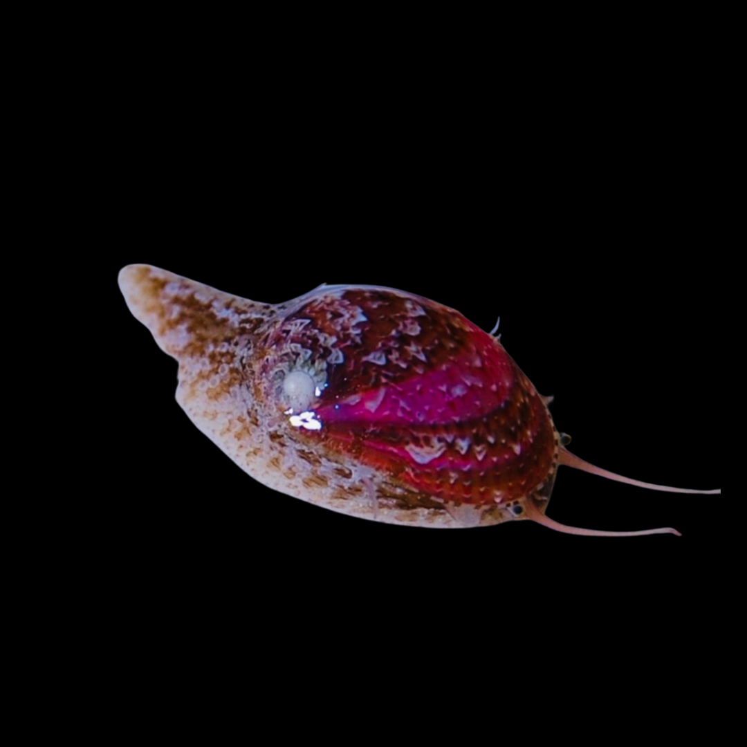 Stomatella Snail (Captive Bred)