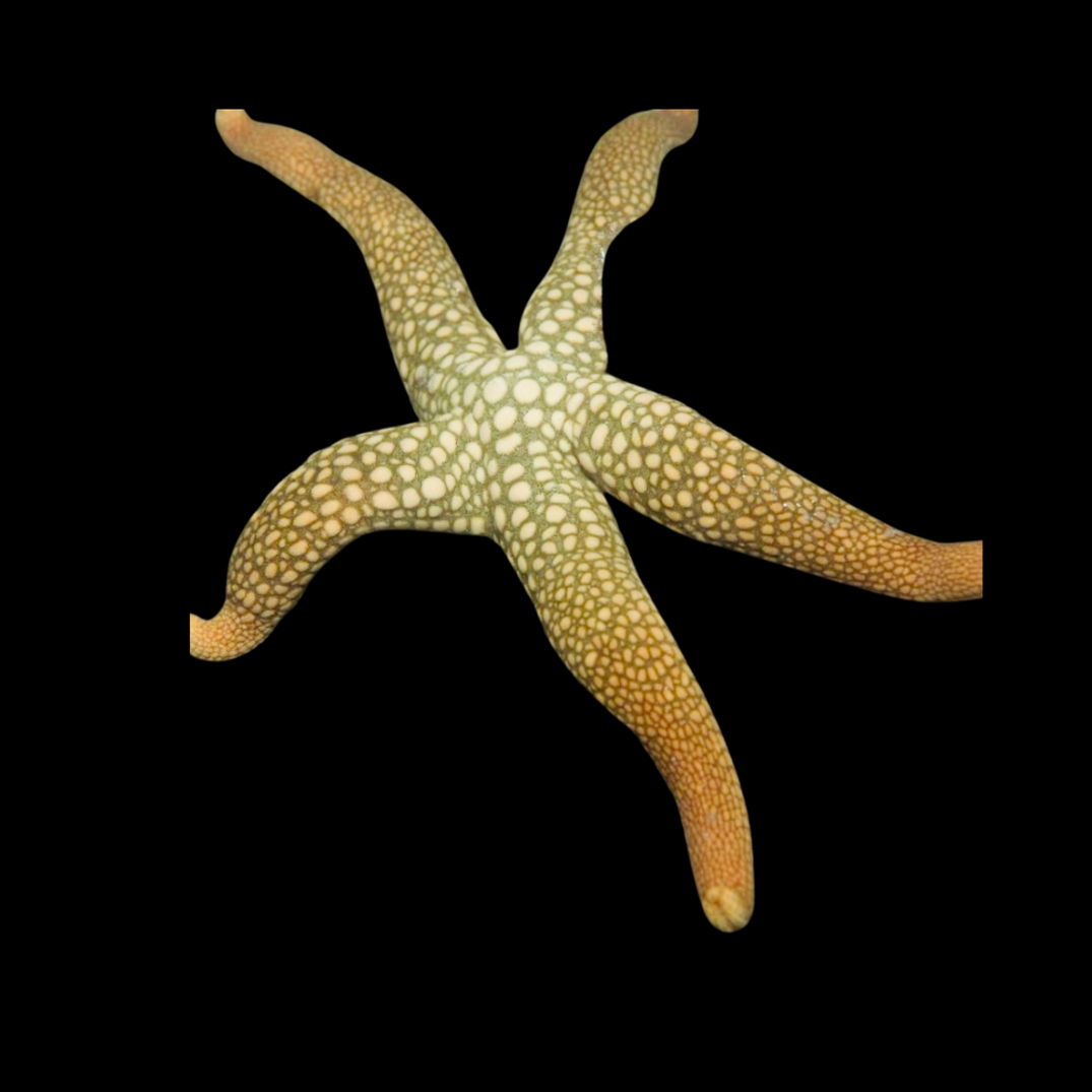 Buy Marine Invertebrates Online - The Coral Shop