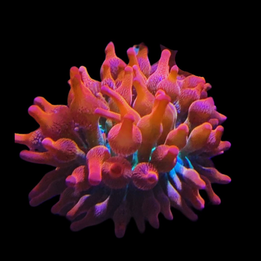 Forest Fire Anemone