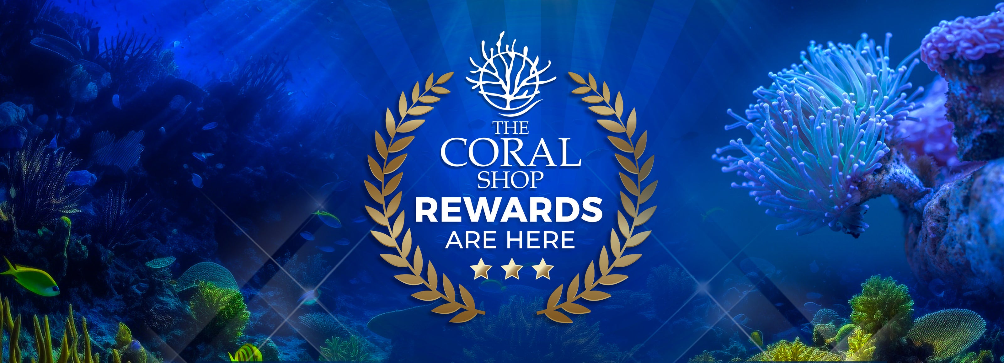 High-Quality Coral, Fish, & Aquarium Supplies | The Coral Shop