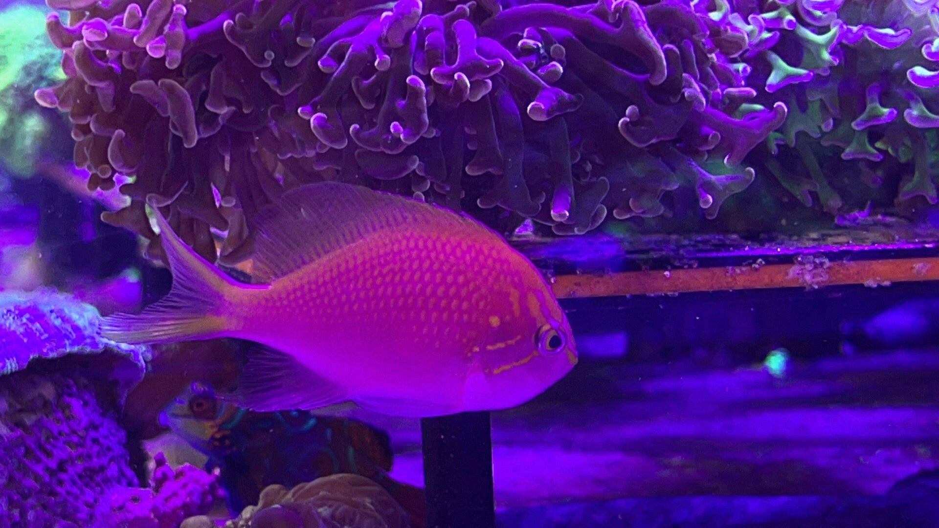 Create a Captivating Aquarium | Colorful Marine Fish Collection