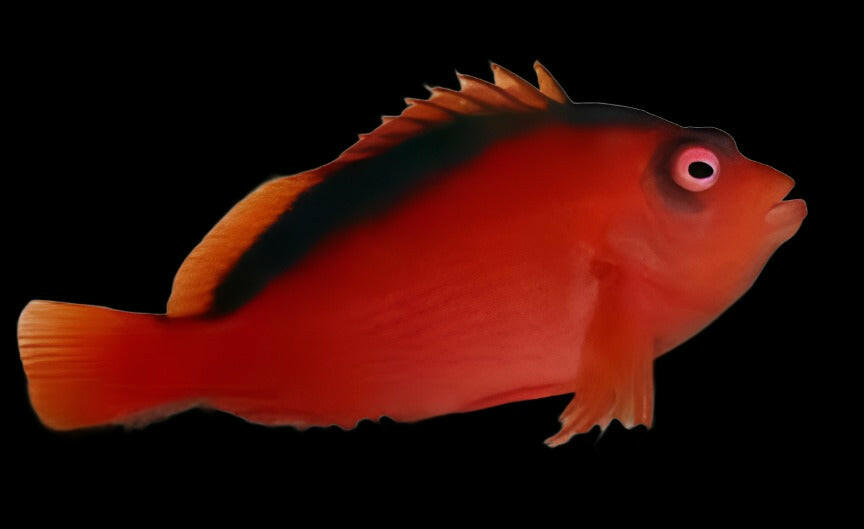 Flame Hawk